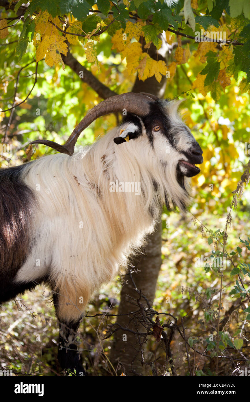 Goat with horns climbing on tree branch at Bulnes de Abajo Spain 111627 ...