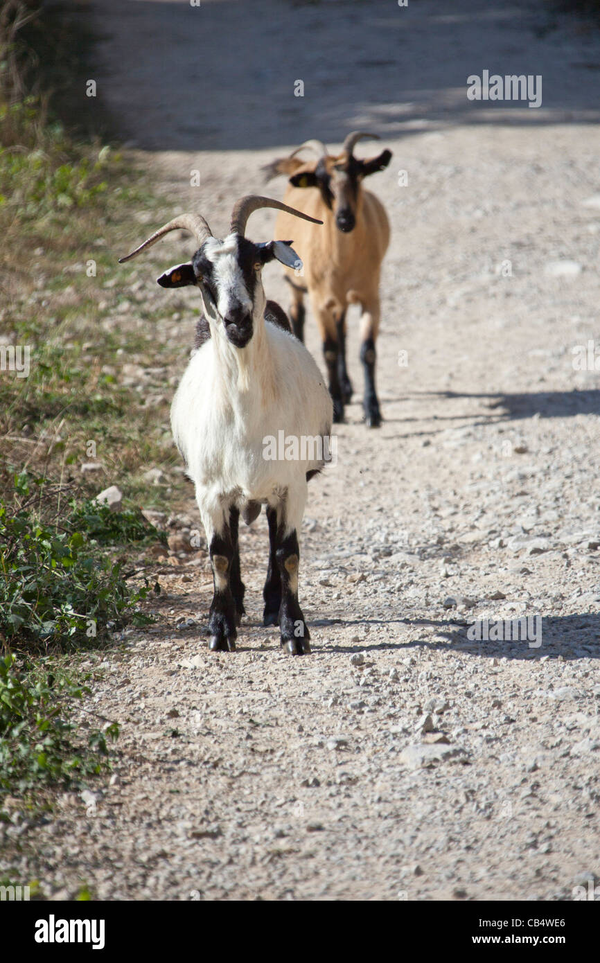 Goats with horns hi-res stock photography and images - Alamy