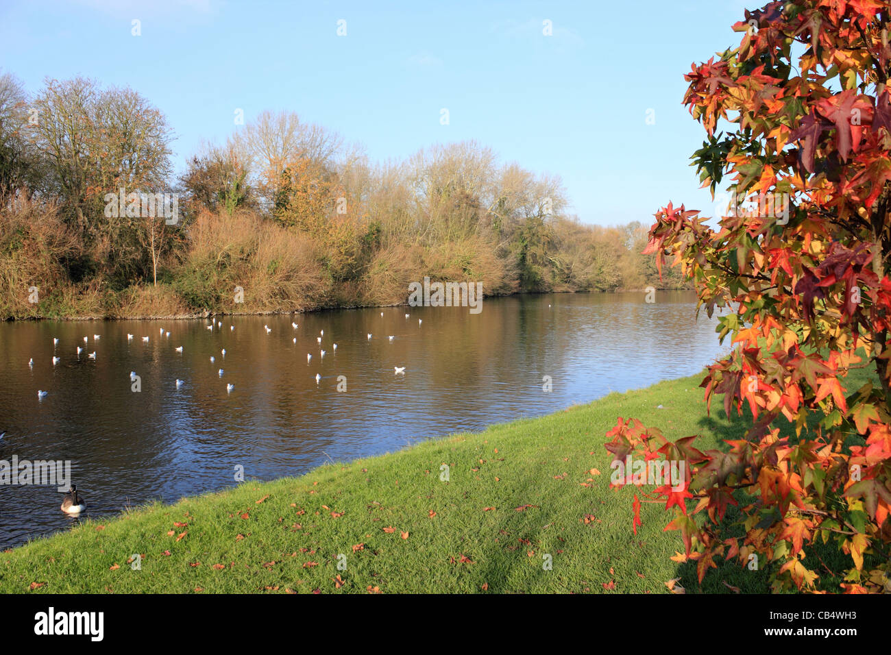 The River Thames at Runnymede England UK Stock Photo - Alamy