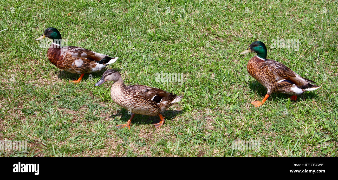 Three little colorful wild ducks in a walk Stock Photo - Alamy