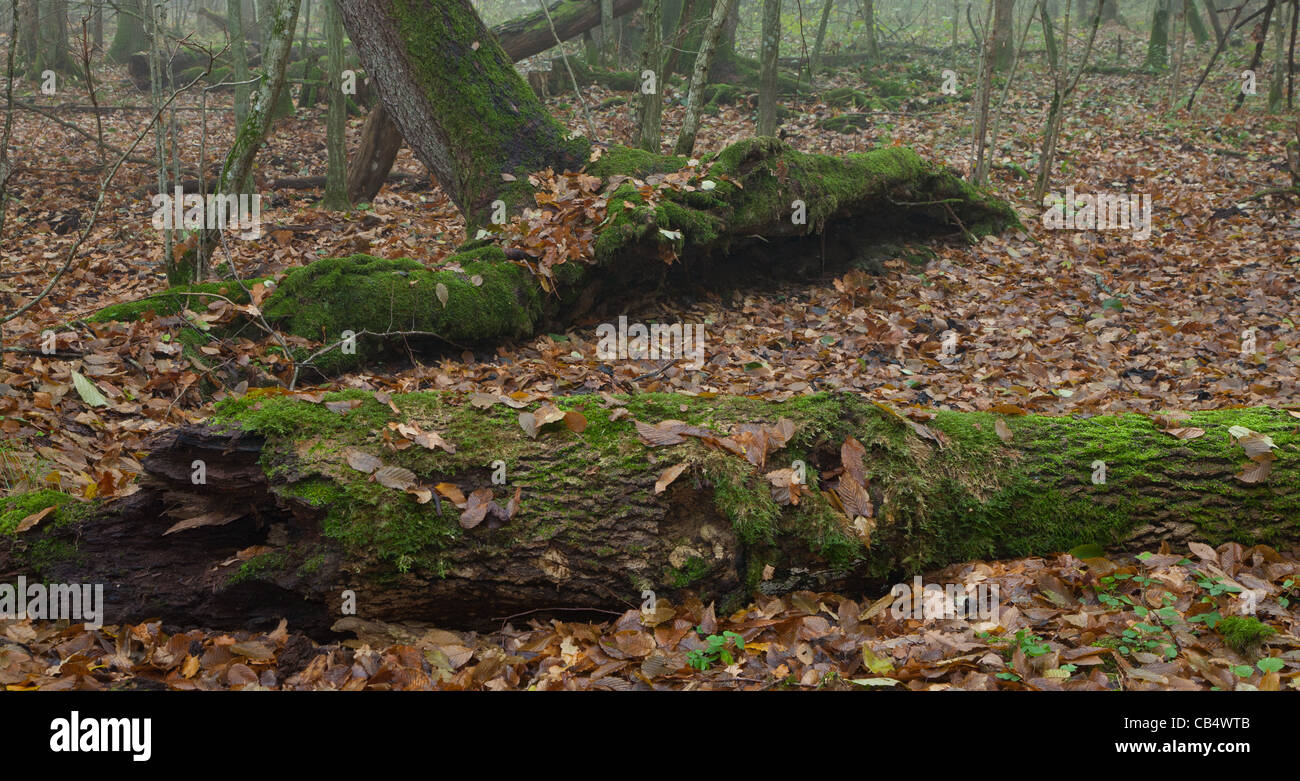Dead broken trees moss wrapped with wood in mist lyin in ground with ...