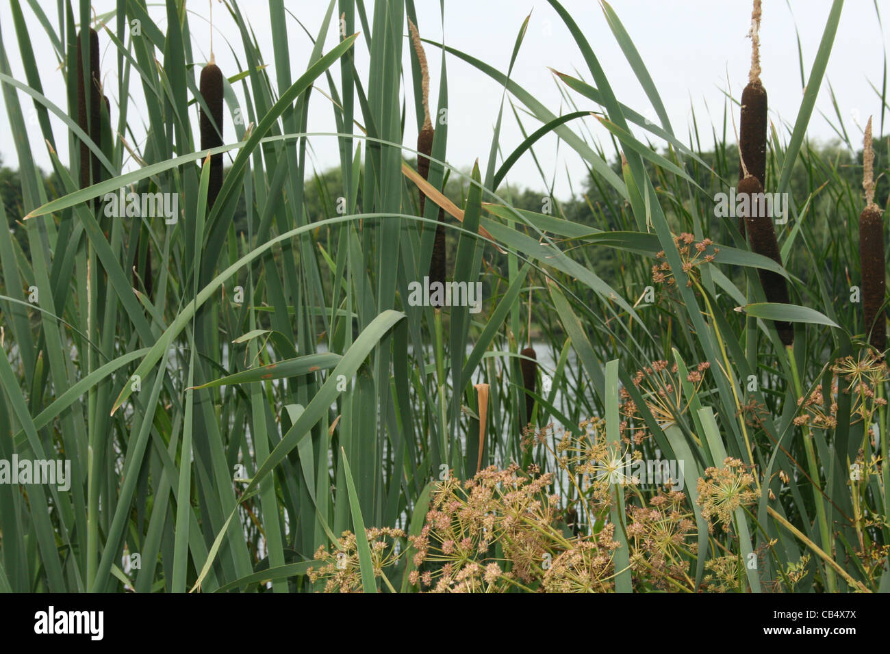 Bull rushes hi-res stock photography and images - Alamy