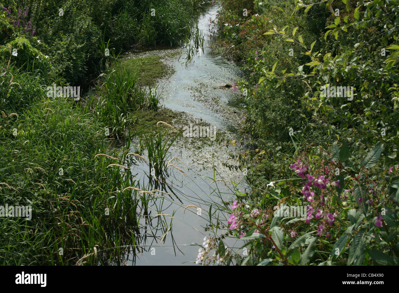 Running stream flanked by wild flowers grasses and weeds Stock Photo ...
