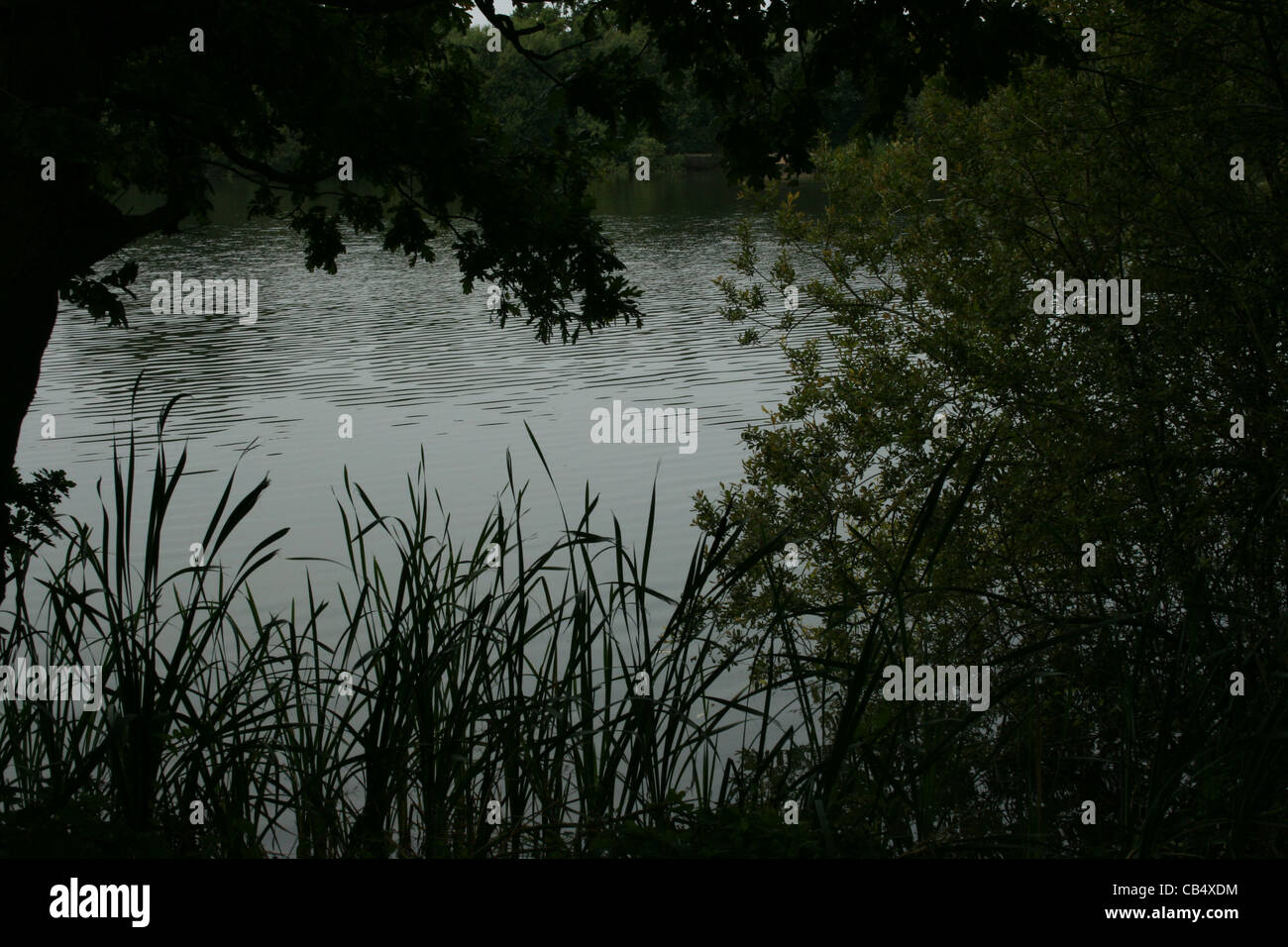 Looking at lake through trees and wild flowers Stock Photo - Alamy