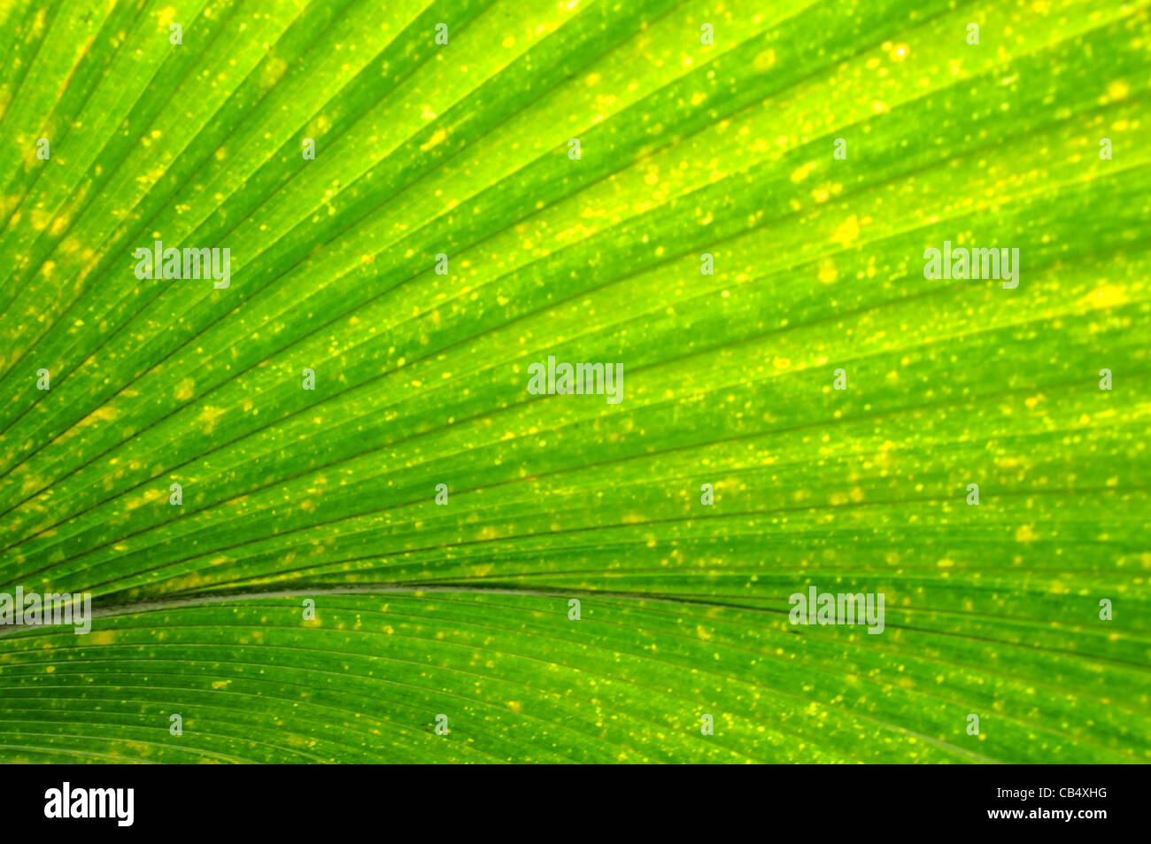 The Inside of a Leaf Stock Photo - Alamy