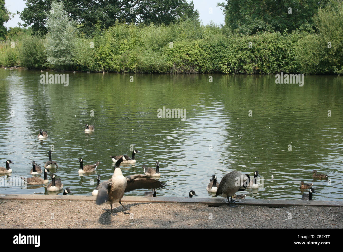 Canada Geese on lake with trees and bushes in the background Stock ...