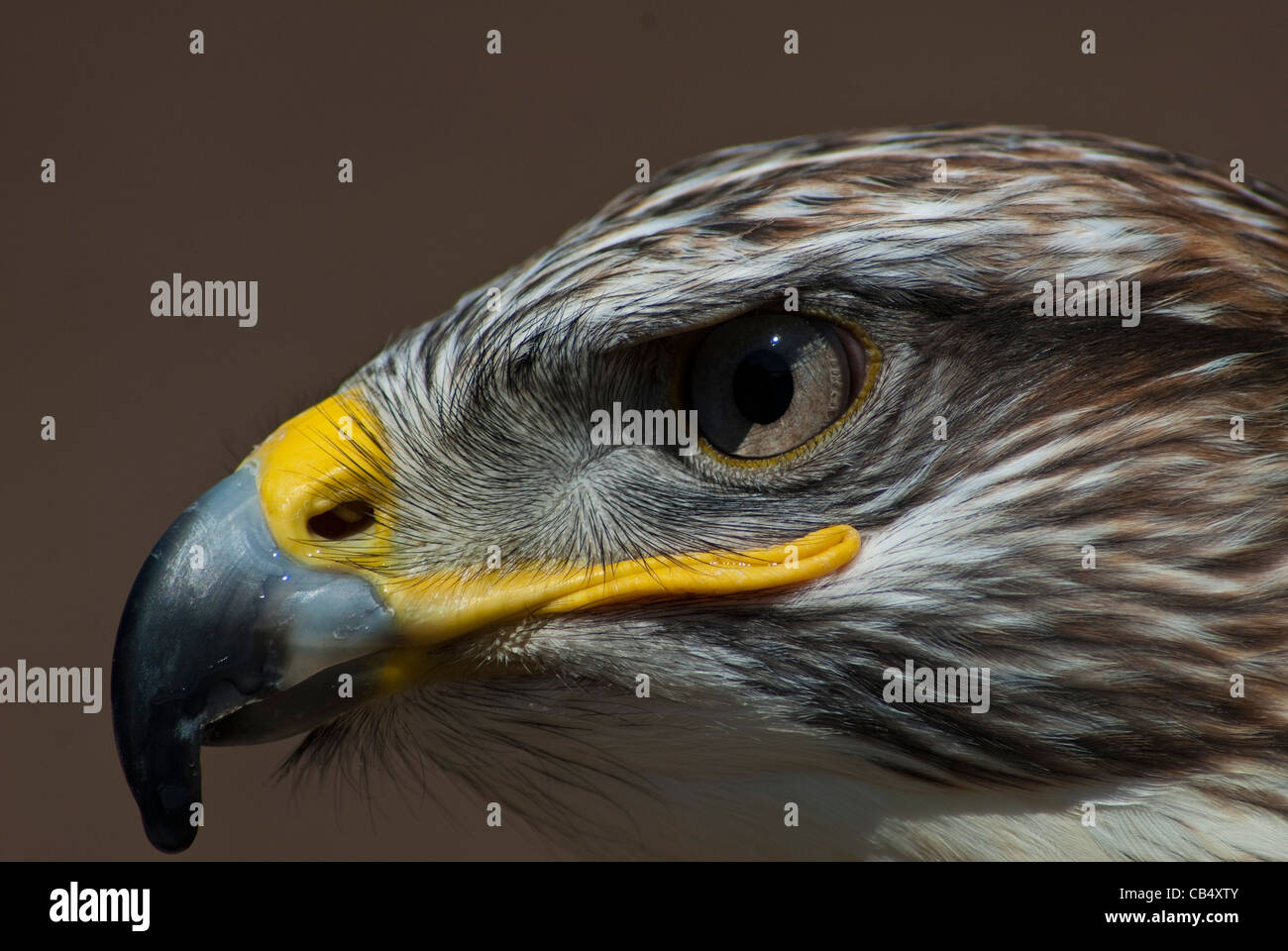 ferruginous buzzard portrait Stock Photo - Alamy