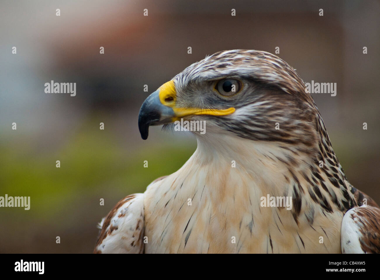 ferruginous buzzard portrait Stock Photo - Alamy