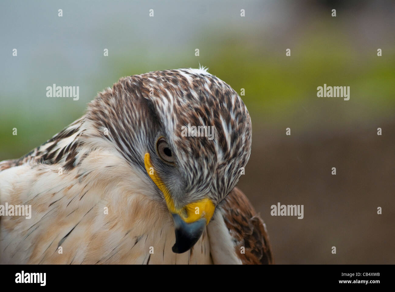 ferruginous buzzard portrait Stock Photo - Alamy