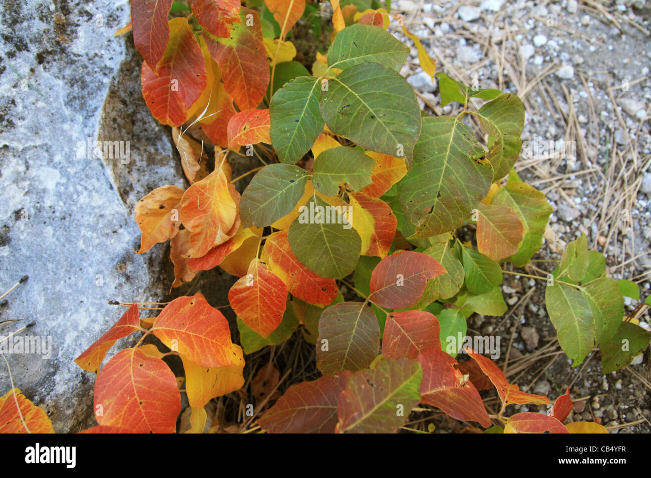poison ivy leaves turning red and yellow in the fall Stock Photo - Alamy