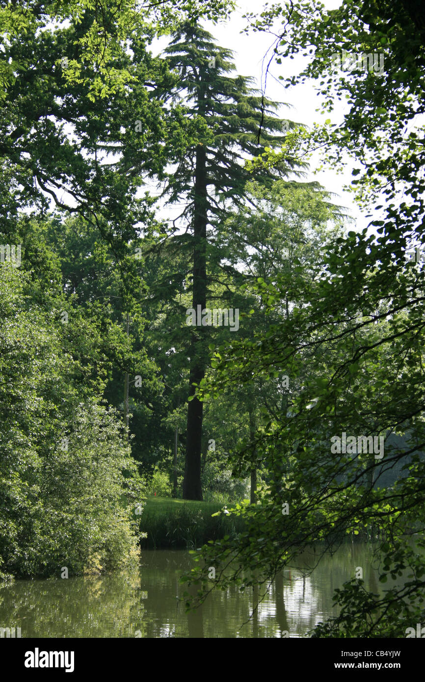Tall trees overlooking water Stock Photo - Alamy