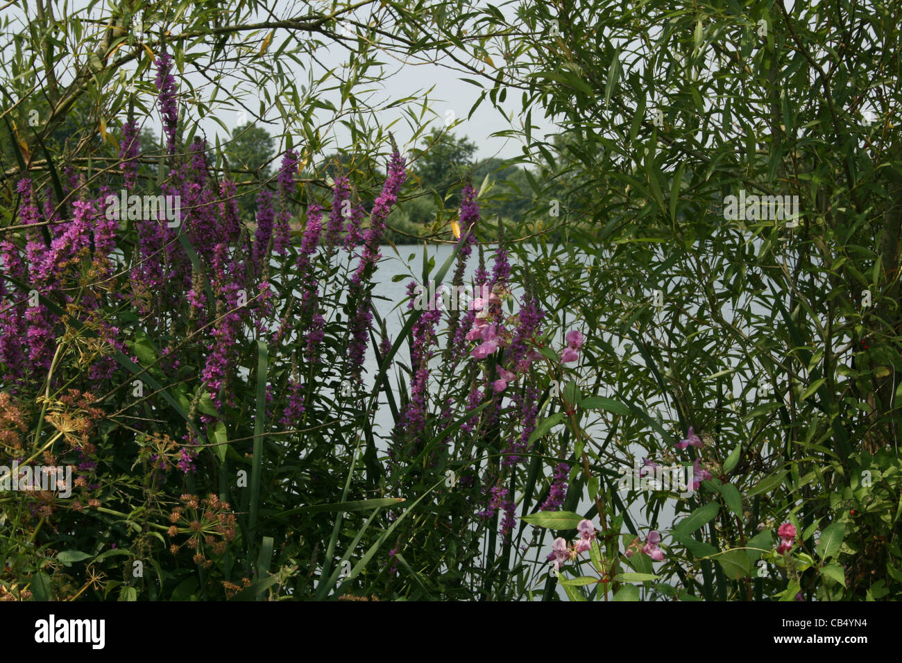 Wild water flowers hi-res stock photography and images - Alamy