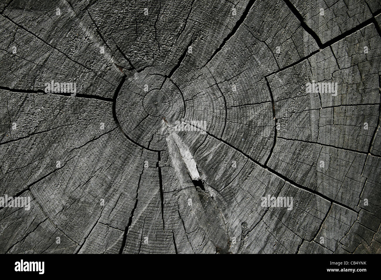 Wood rings hi-res stock photography and images - Alamy