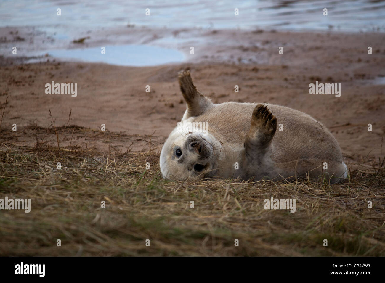 Seal waving hi-res stock photography and images - Alamy
