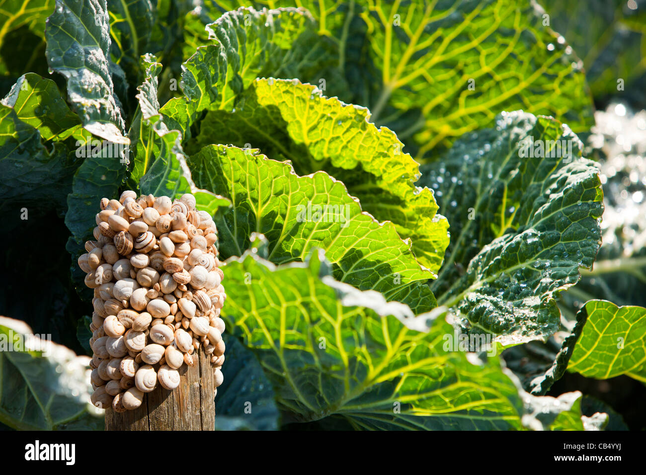 Cabbage growing on a farm on the Lancashire mosslands near Banks on the ...