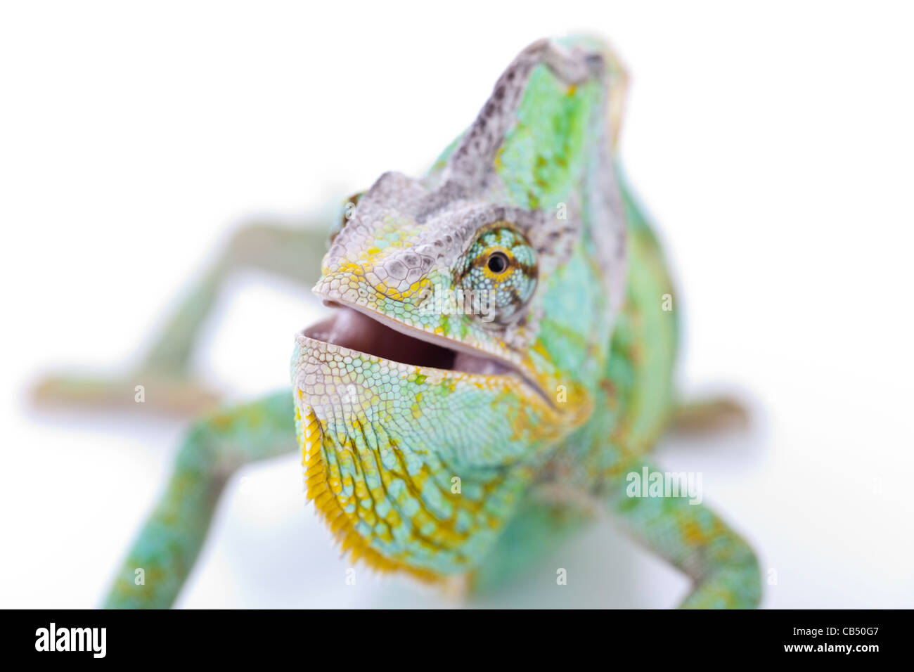 Close-up of big chameleon sitting on a white background Stock Photo - Alamy