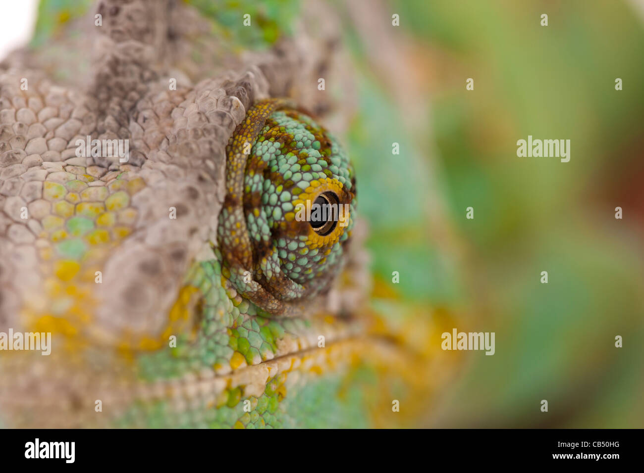 Close-up of big chameleon sitting on a white background Stock Photo - Alamy