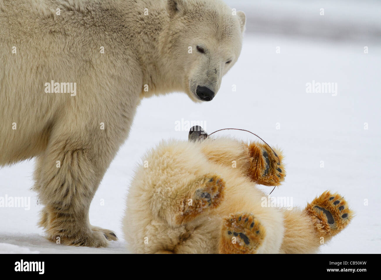 Polar Bears (Ursus maritimus) mother with cub playing in snow on a beach at Kaktovik, Barter ...