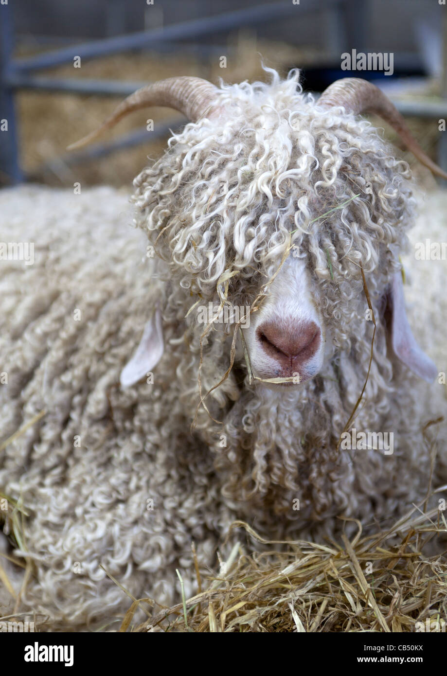 Angora goat hi-res stock photography and images - Alamy