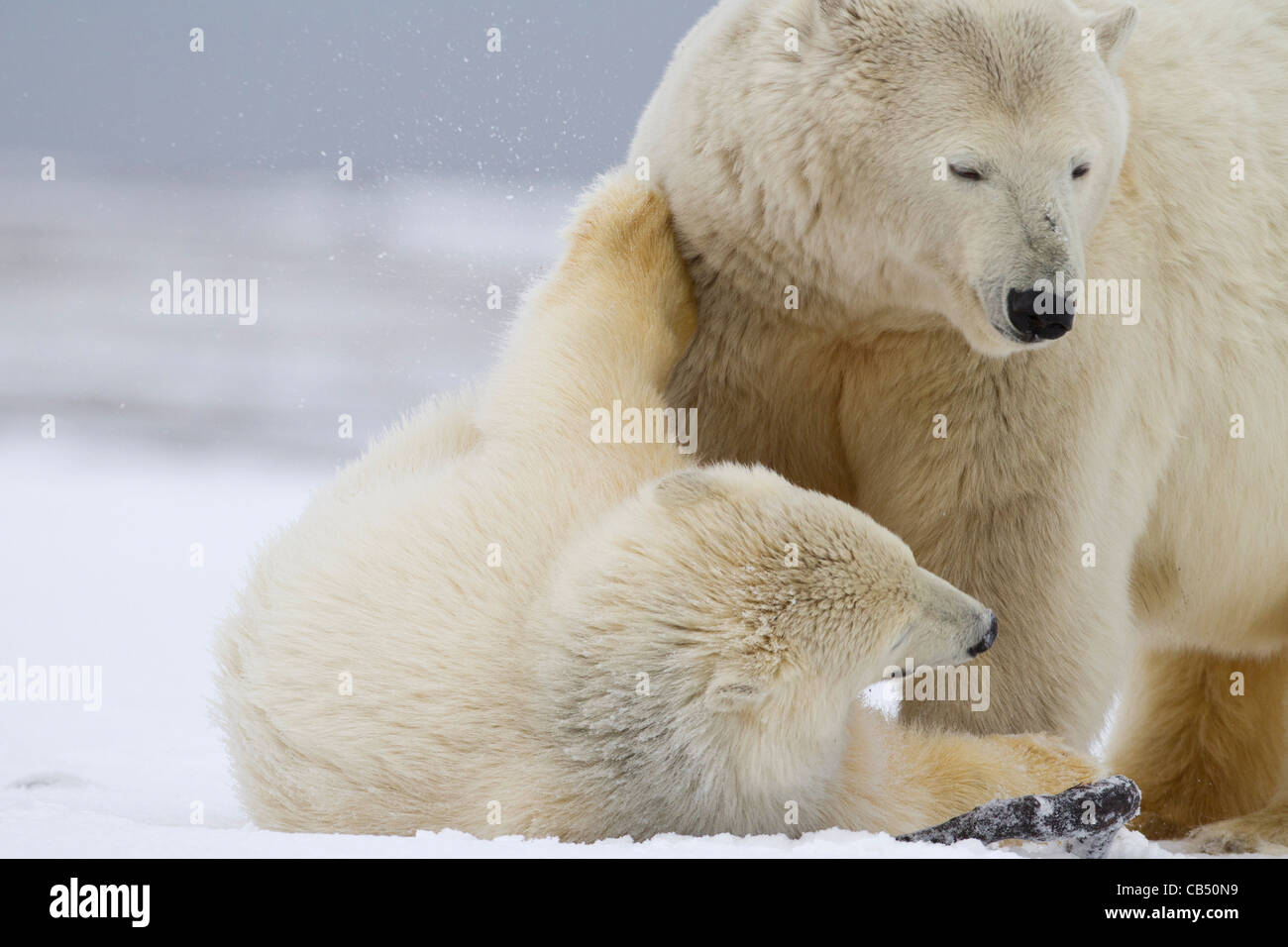 Polar Bears (Ursus maritimus) mother with cub playing in snow on a beach at Kaktovik, Barter ...