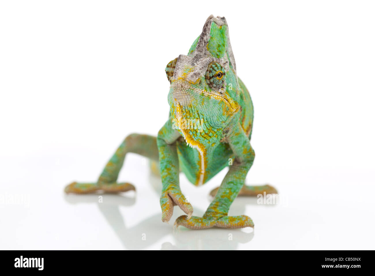 Close-up of big chameleon sitting on a white background Stock Photo - Alamy