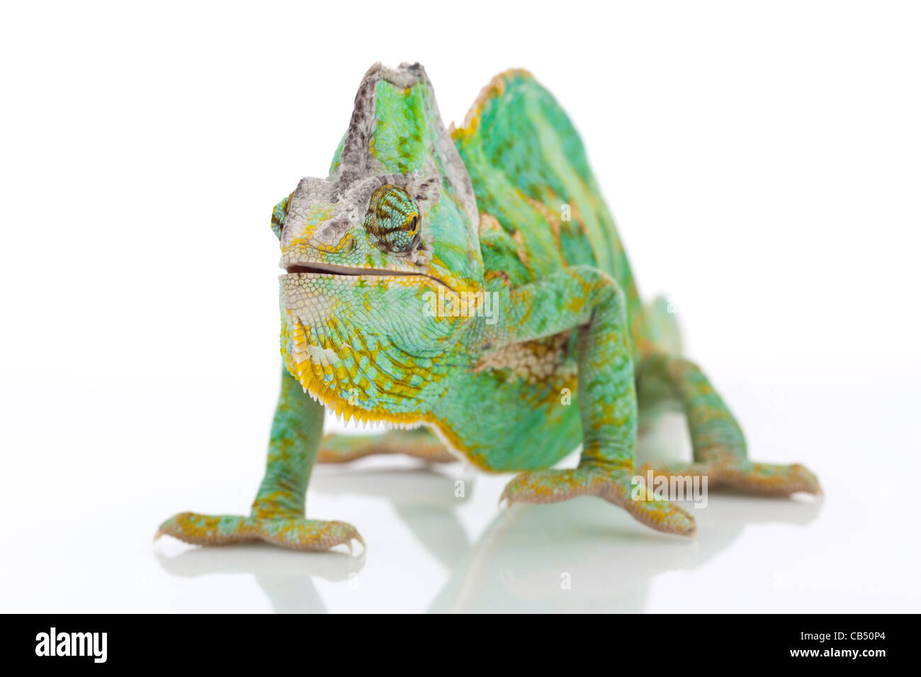 Close-up of big chameleon sitting on a white background Stock Photo - Alamy