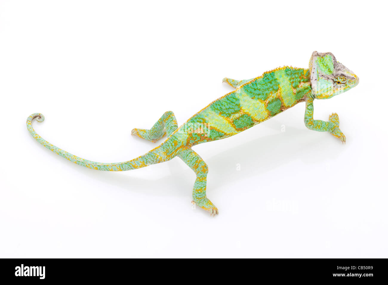 Close-up of big chameleon sitting on a white background Stock Photo - Alamy