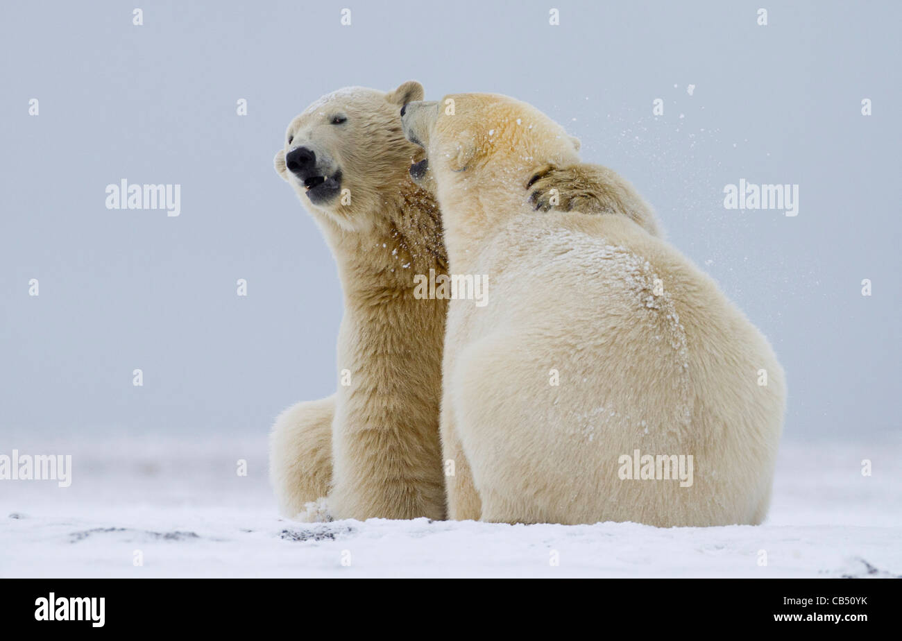 Two Polar Bears (Ursus maritimus) playfully fighting in arctic snow on a beach at Kaktovik ...