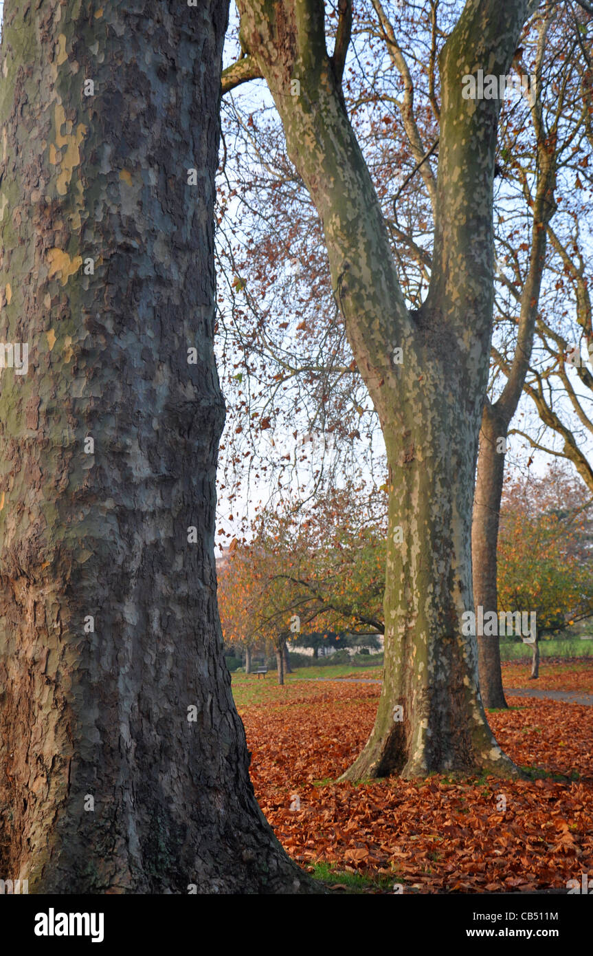 Autumn trees in Park Hill, Croydon Surrey, UK Stock Photo - Alamy