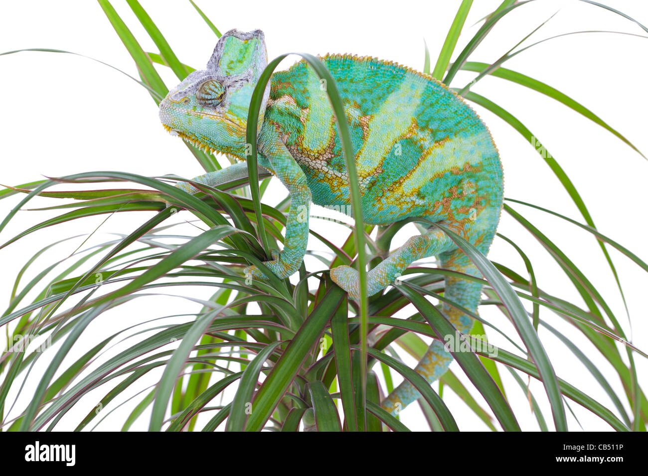 Tree top chameleon hi-res stock photography and images - Alamy