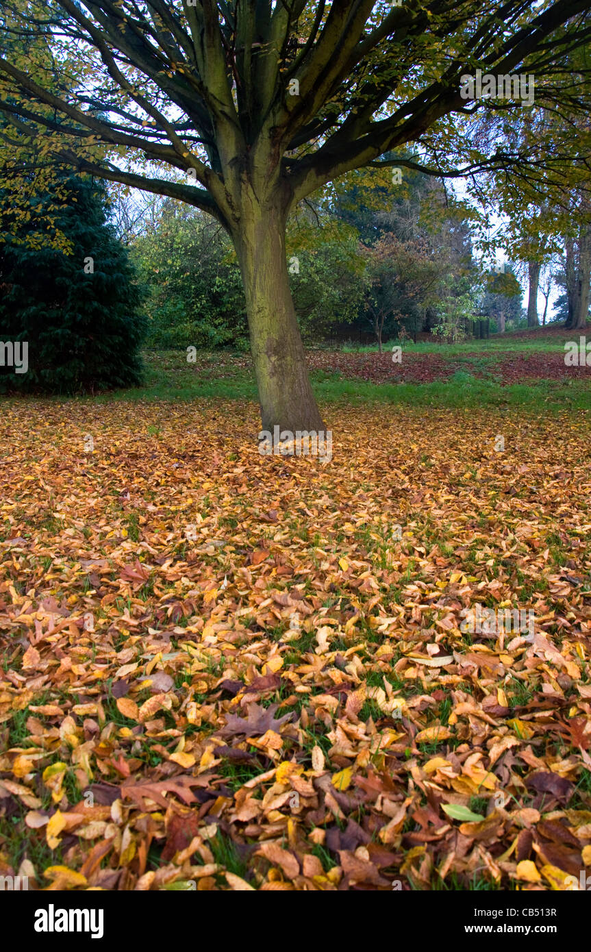 Croydon trees hi-res stock photography and images - Alamy