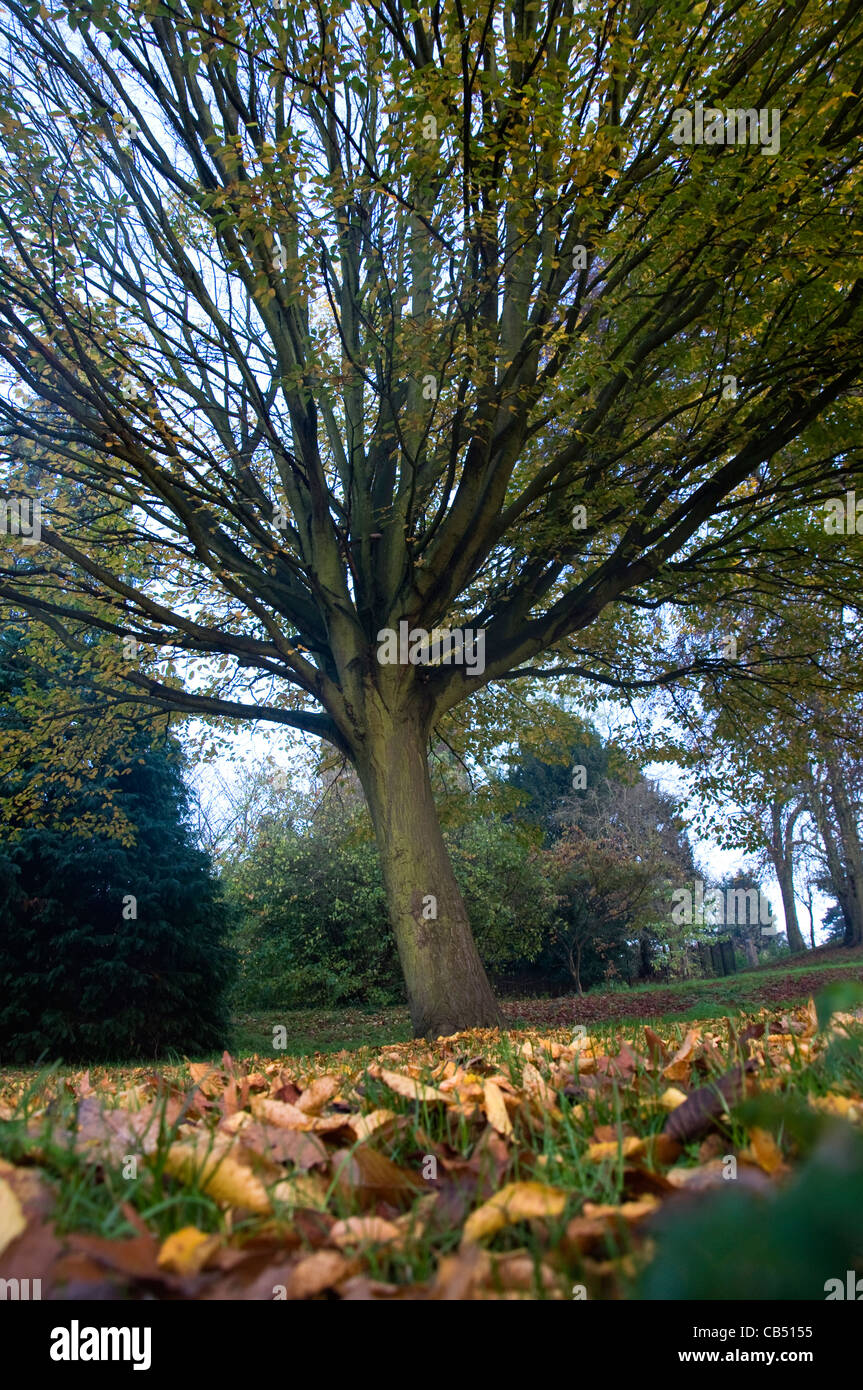 Croydon trees hi-res stock photography and images - Alamy