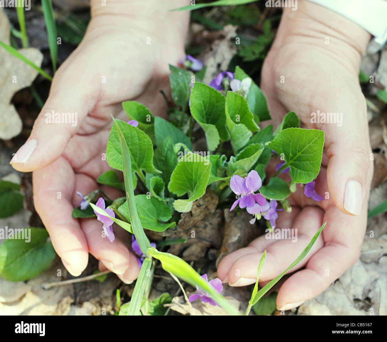 Bunch of violets hi-res stock photography and images - Alamy