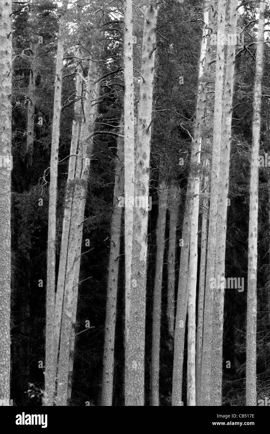 Thick wood Black and White Stock Photos & Images - Alamy