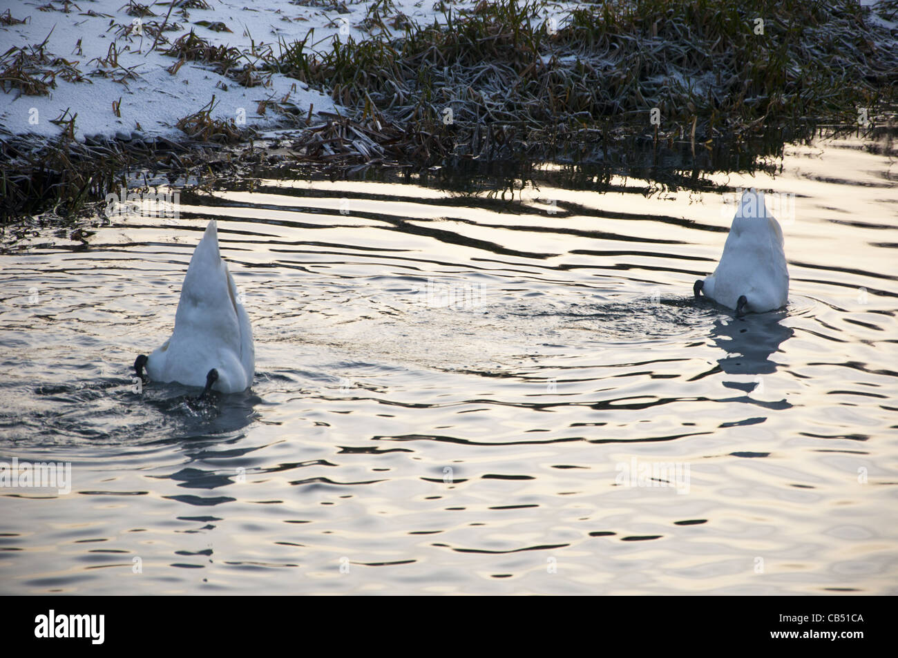 Swan feeding on river bed Stock Photo - Alamy