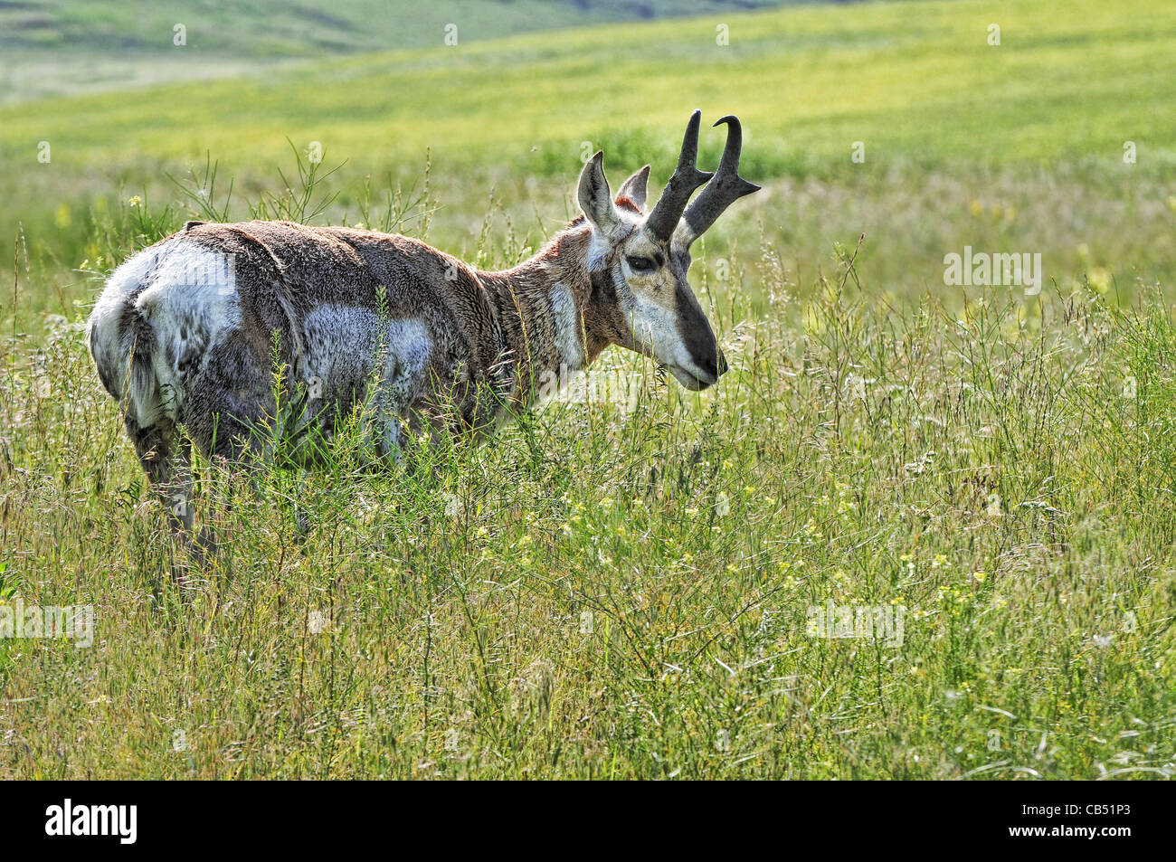 Pronghorn Antelope in tall grasses Stock Photo - Alamy