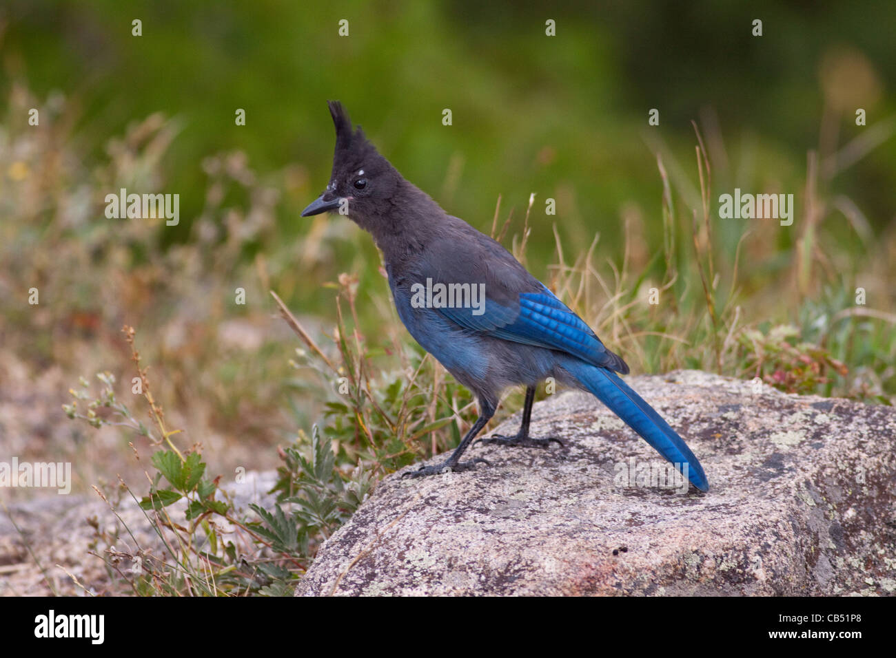 Colorado blue jay hi-res stock photography and images - Alamy