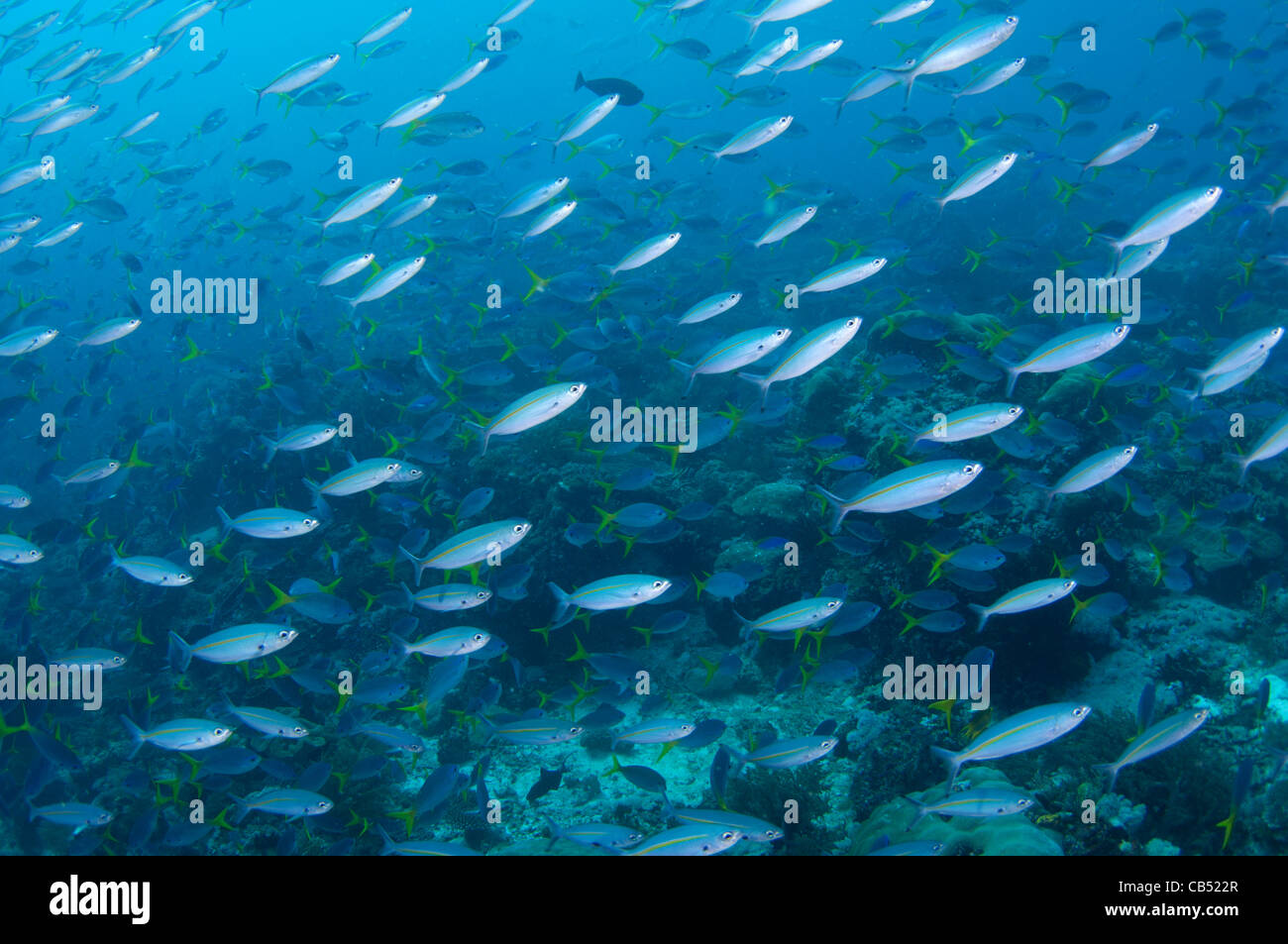 Yellow tail fusilier fish hi-res stock photography and images - Alamy