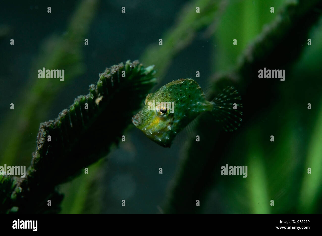 Filefish in seagrass, possibly Rudarius excelsus, a very rare filefish ...