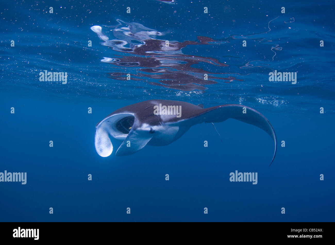 A juvenile Manta ray, Manta birostris, feeds at the surface, Manta ...