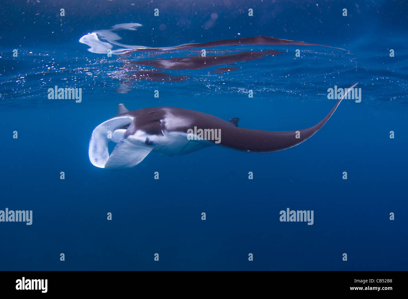 A juvenile Manta ray, Manta birostris, feeds at the surface, Manta ...