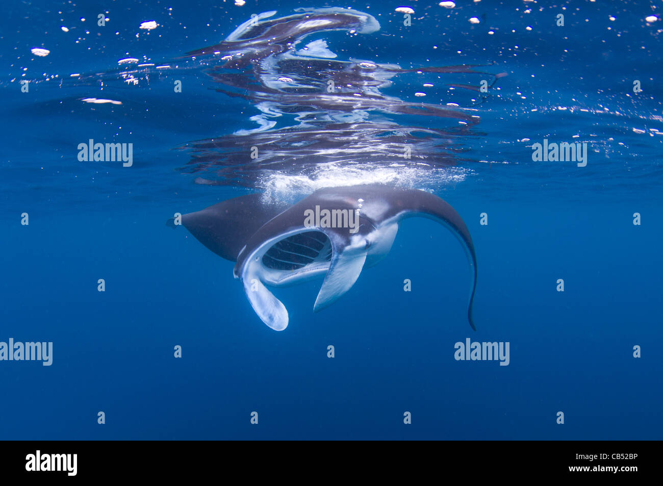 A juvenile Manta ray, Manta birostris, feeds at the surface, Manta ...