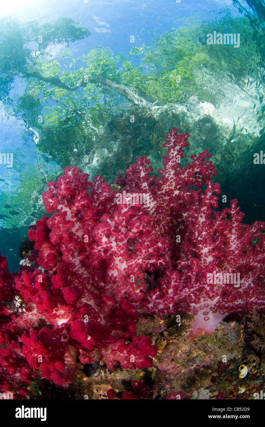 Soft coral, Dendronephthya sp., grows in the shallows under the ...