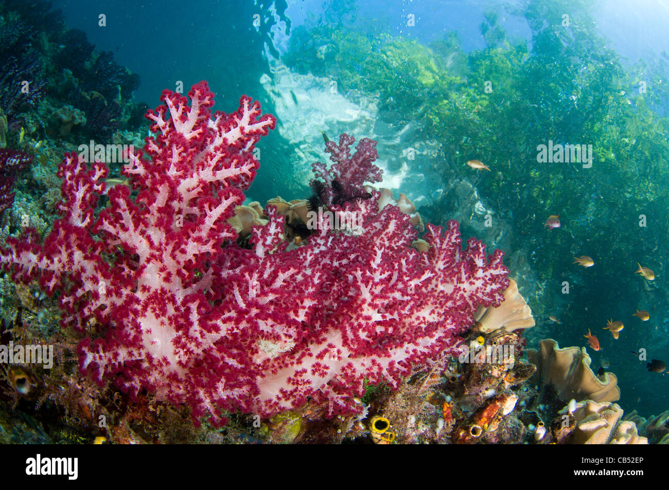 Soft coral, Dendronephthya sp., grows in the shallows under the ...