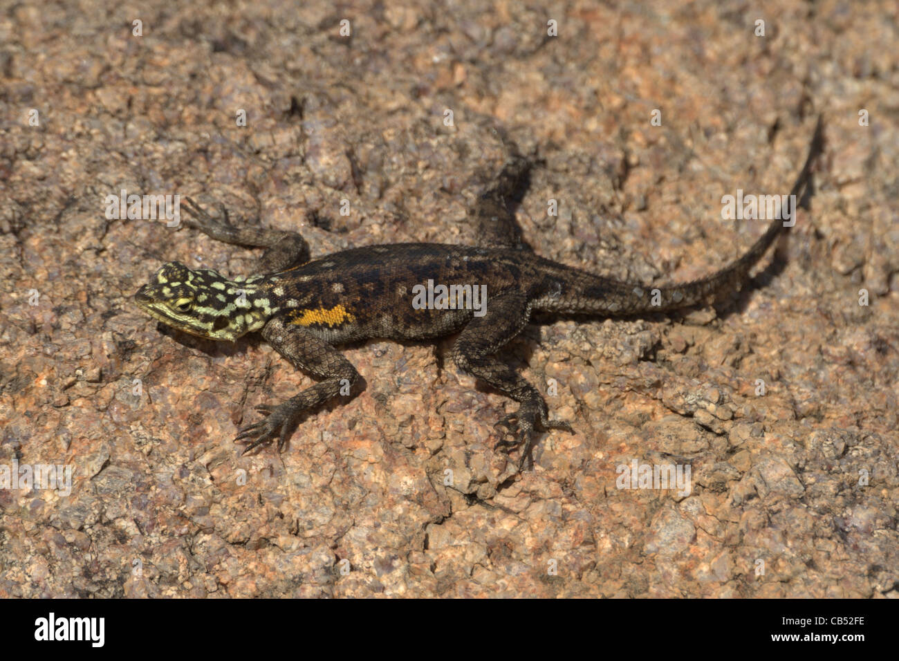Namibian Rock Agama, Agama planiceps, female, Namibia Stock Photo - Alamy