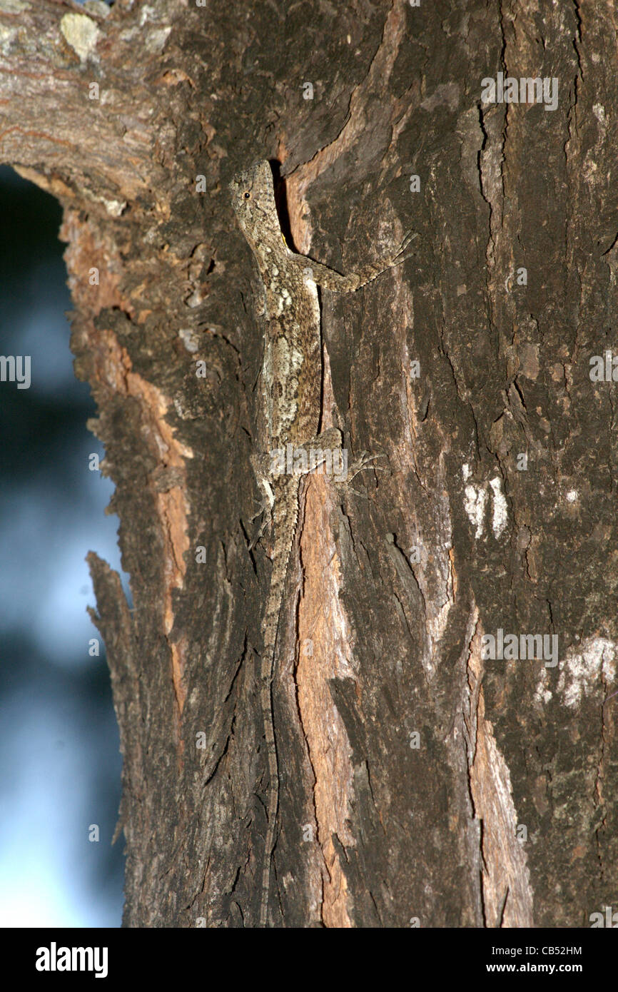 Draco volans hi-res stock photography and images - Alamy
