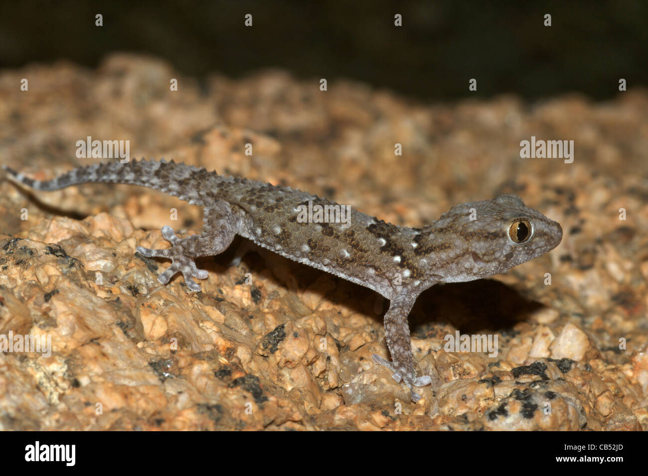 Turner´s Thick-toed Gecko, Chondrodactylus turneri, Namibia Stock Photo ...