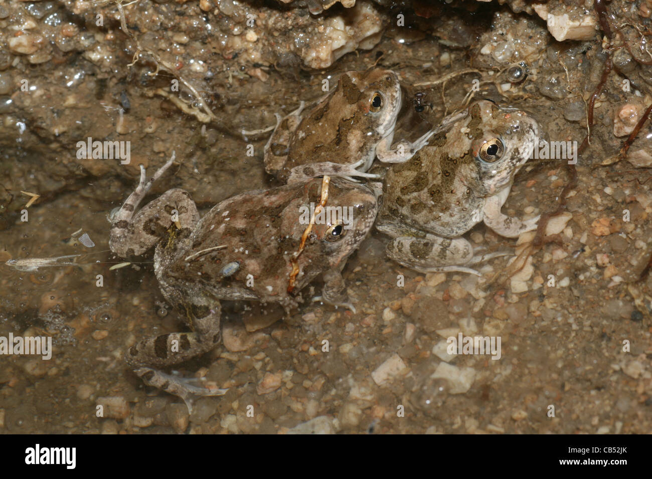 Burrowing frog hi-res stock photography and images - Alamy