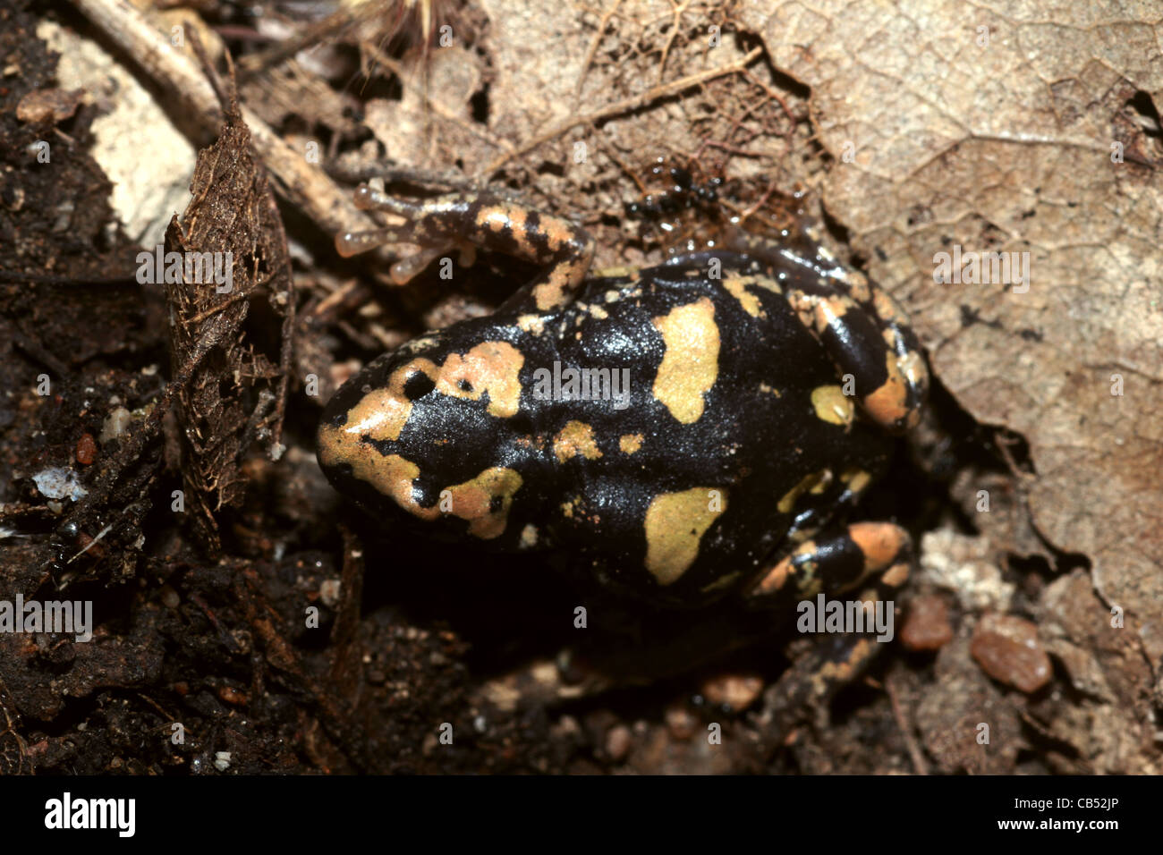 Phrynomantis annectens, Marbled Rubber Frog, Namibia Stock Photo - Alamy