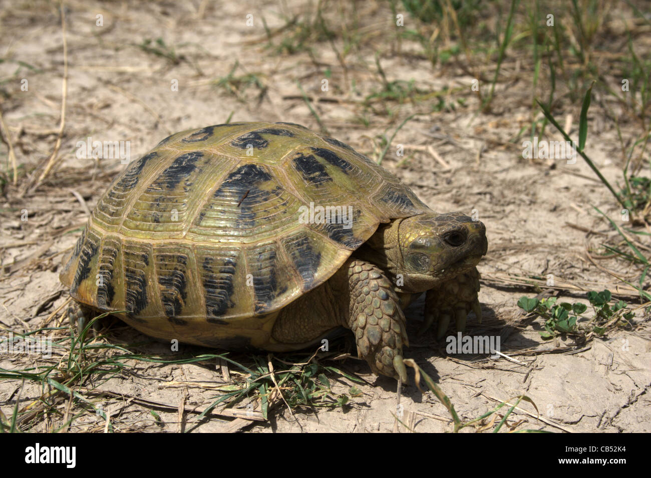 Central asia tortoise hi-res stock photography and images - Alamy